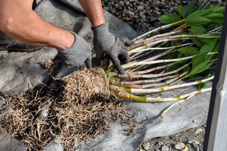 Caring for Dendrobium Orchids - The Martha Stewart Blog