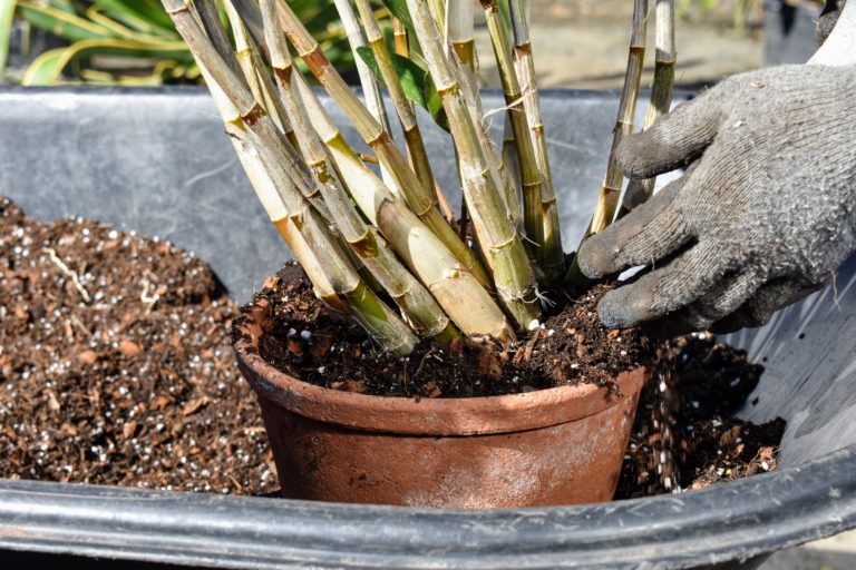 Caring for Dendrobium Orchids - The Martha Stewart Blog