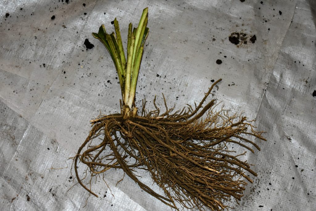 Potting Hundreds of Bare Root Hosta Plants - The Martha Stewart Blog