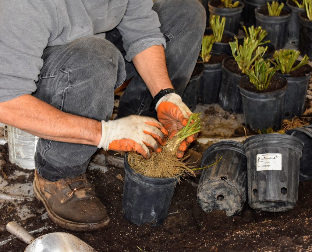 The Martha Stewart Blog : Blog Archive Potting Hundreds of Bare Root ...