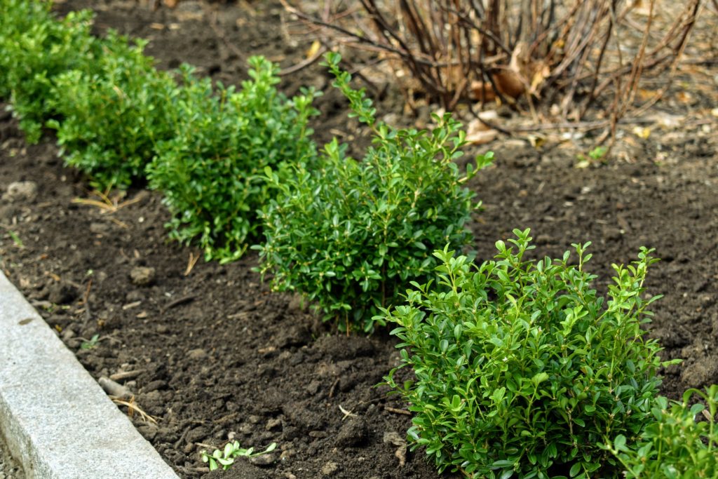A Boxwood Border in Front of My Greenhouse - The Martha Stewart Blog