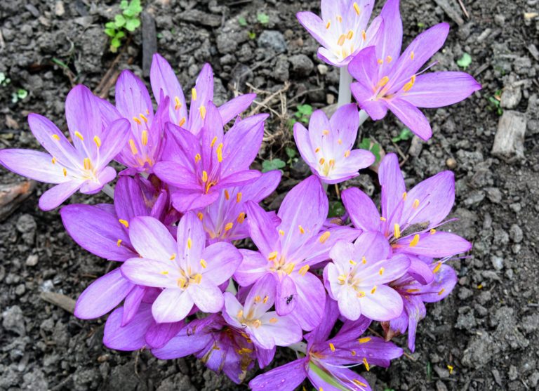 Autumn-Blooming Colchicum - The Martha Stewart Blog