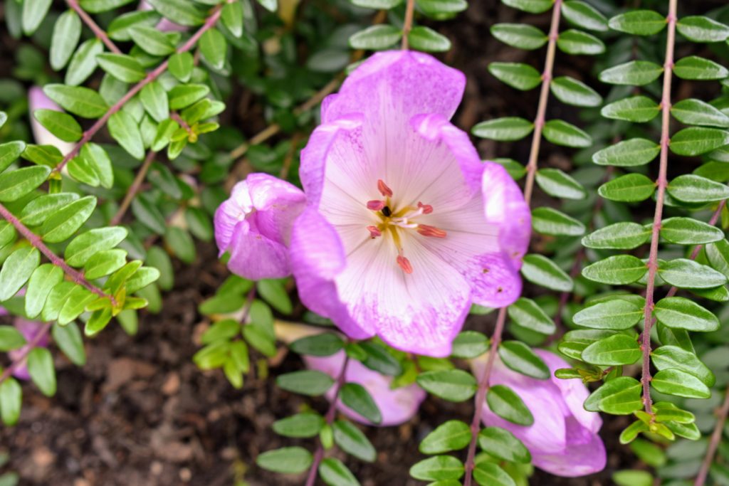 Autumn-Blooming Colchicum - The Martha Stewart Blog