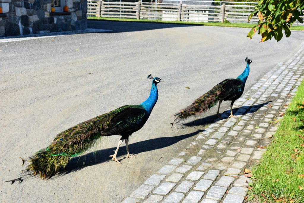 The Martha Stewart Blog : Blog Archive My Growing Muster of Peacocks ...