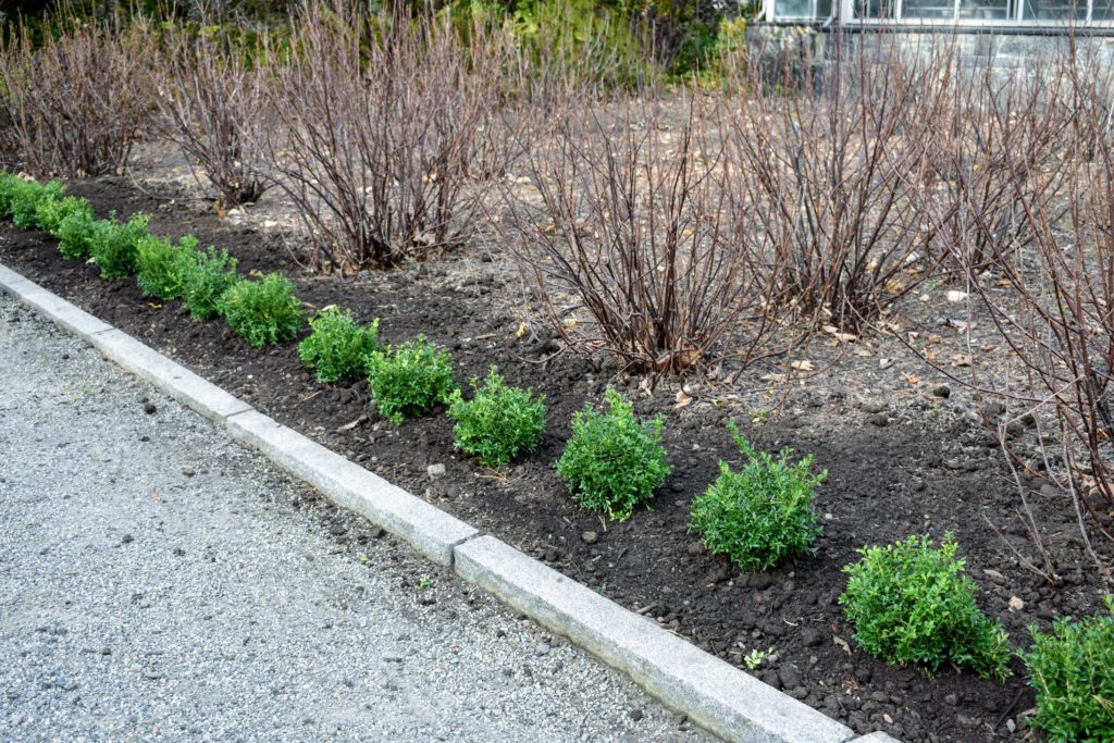 A Boxwood Border in Front of My Greenhouse - The Martha Stewart Blog