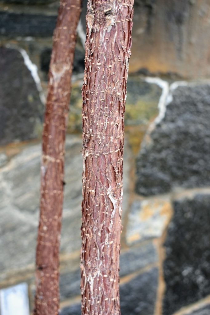 Caring for Fiddle Leaf Fig Trees - The Martha Stewart Blog