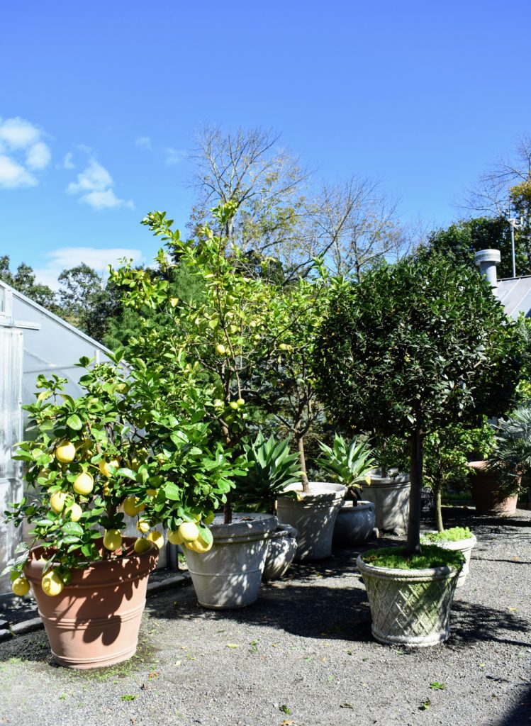 The Martha Stewart Blog : Blog Archive Storing My Citrus Collection ...