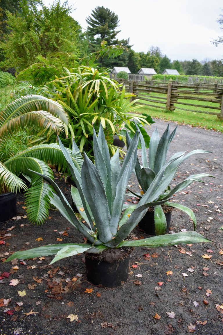 The Martha Stewart Blog : Blog Archive Preparing My Agaves for Winter ...
