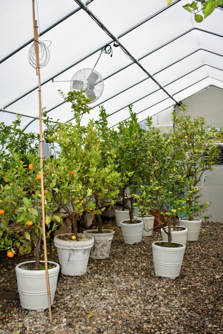 Storing My Citrus Collection - The Martha Stewart Blog