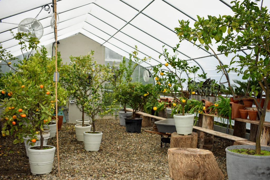 Storing My Citrus Collection - The Martha Stewart Blog