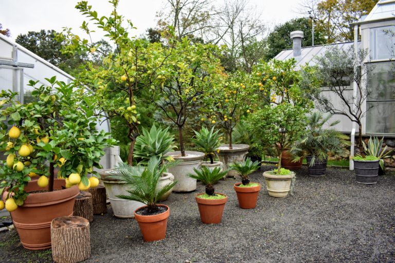Storing My Citrus Collection - The Martha Stewart Blog