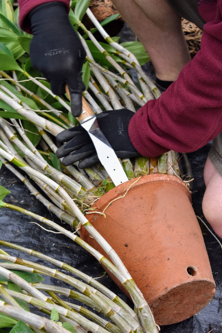 Caring for Dendrobium Orchids - The Martha Stewart Blog