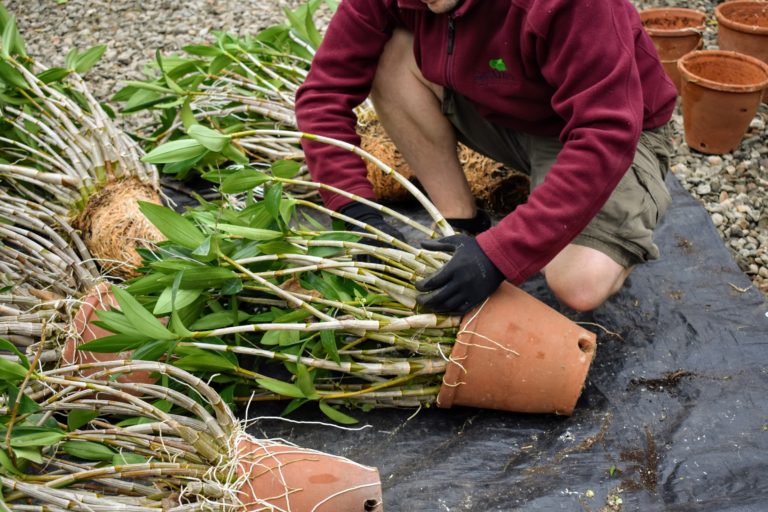 Caring for Dendrobium Orchids - The Martha Stewart Blog