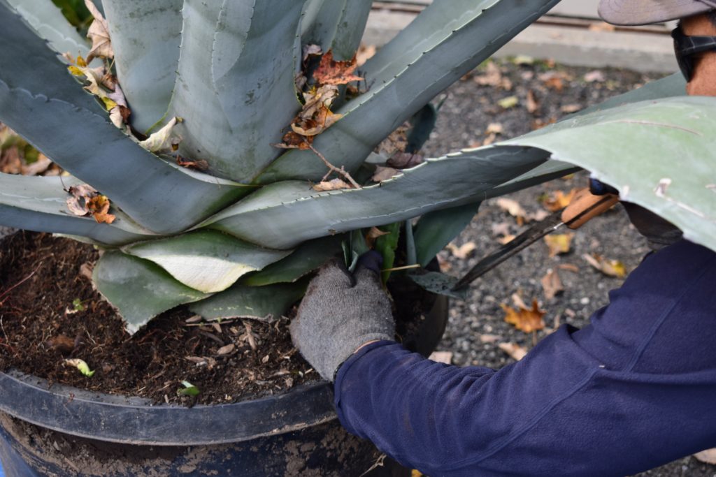 Preparing My Agaves for Winter Storage - The Martha Stewart Blog