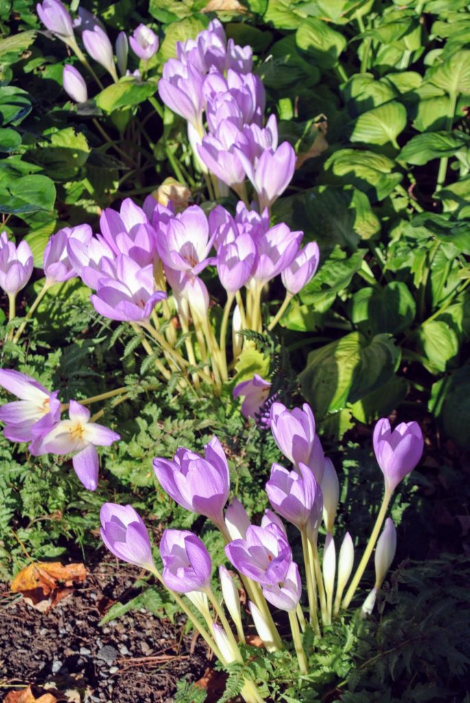 Autumn-Blooming Colchicum - The Martha Stewart Blog