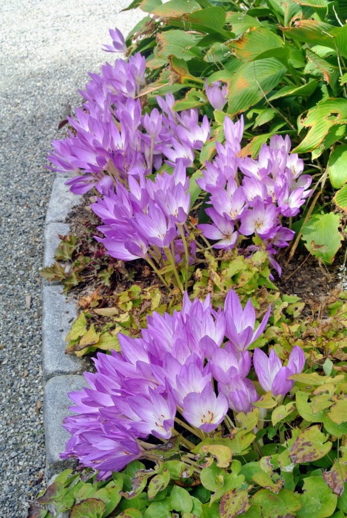 Autumn-Blooming Colchicum - The Martha Stewart Blog