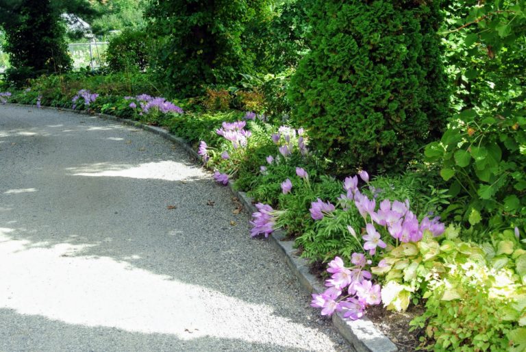 Autumn-Blooming Colchicum - The Martha Stewart Blog
