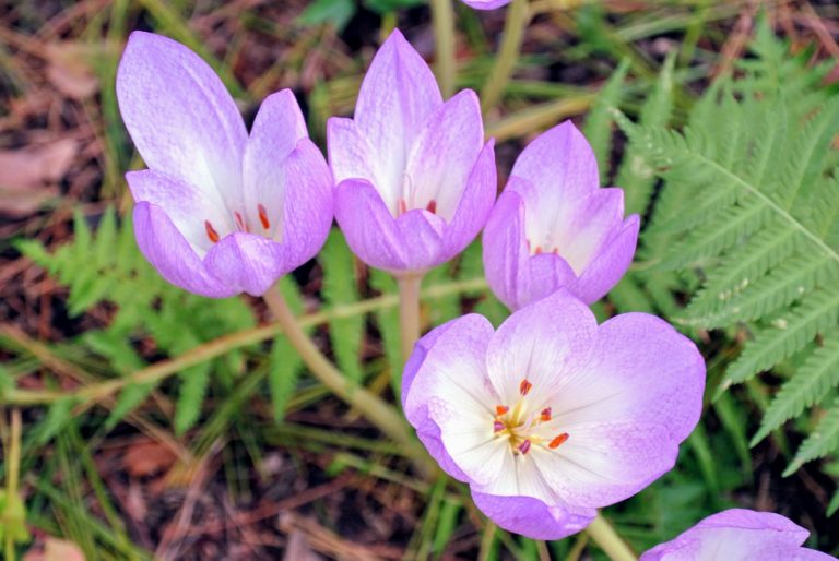 Autumn-Blooming Colchicum - The Martha Stewart Blog