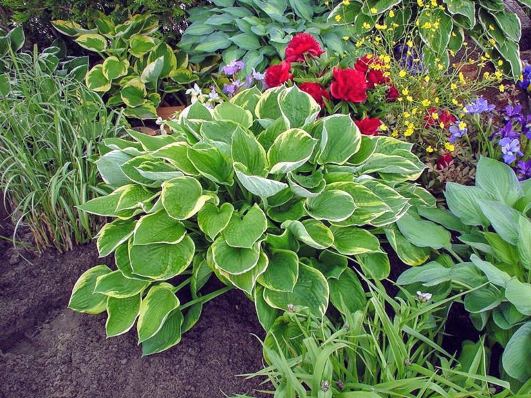Potting Hundreds of Bare Root Hosta Plants - The Martha Stewart Blog
