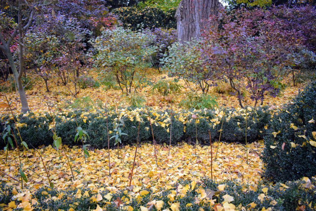 The Mighty Ginkgo Tree at My Farm - The Martha Stewart Blog