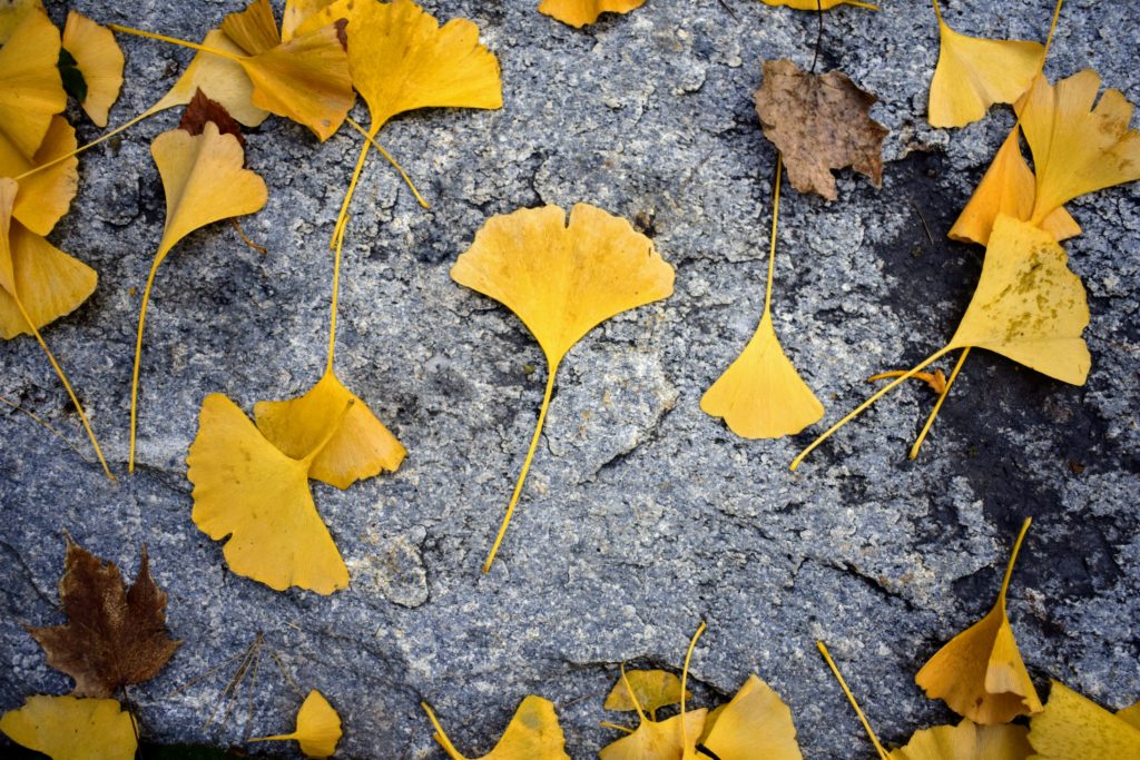 The Mighty Ginkgo Tree at My Farm - The Martha Stewart Blog