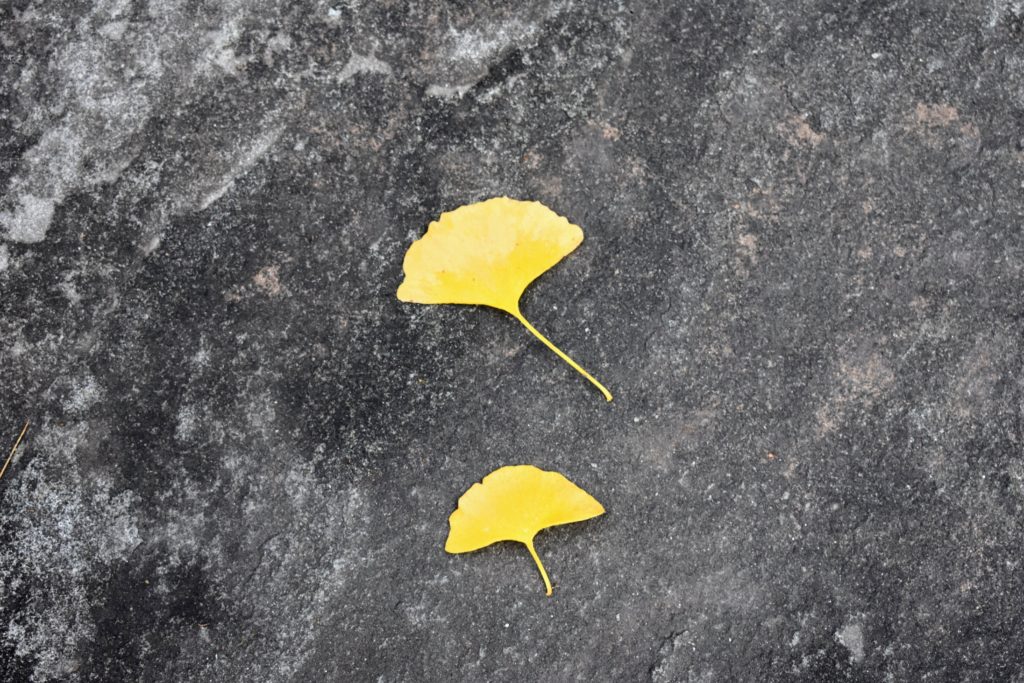 The Mighty Ginkgo Tree at My Farm - The Martha Stewart Blog