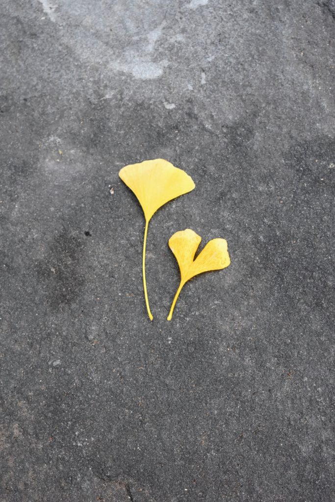 The Mighty Ginkgo Tree at My Farm - The Martha Stewart Blog