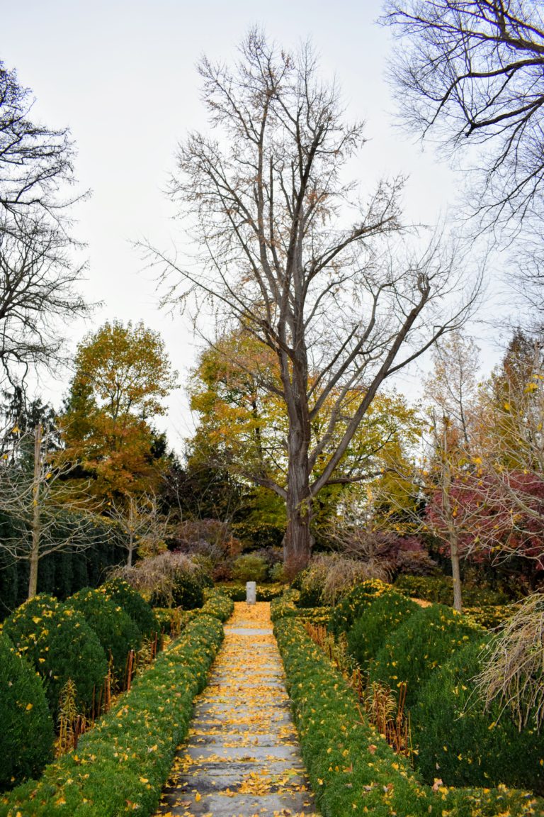 The Mighty Ginkgo Tree at My Farm - The Martha Stewart Blog