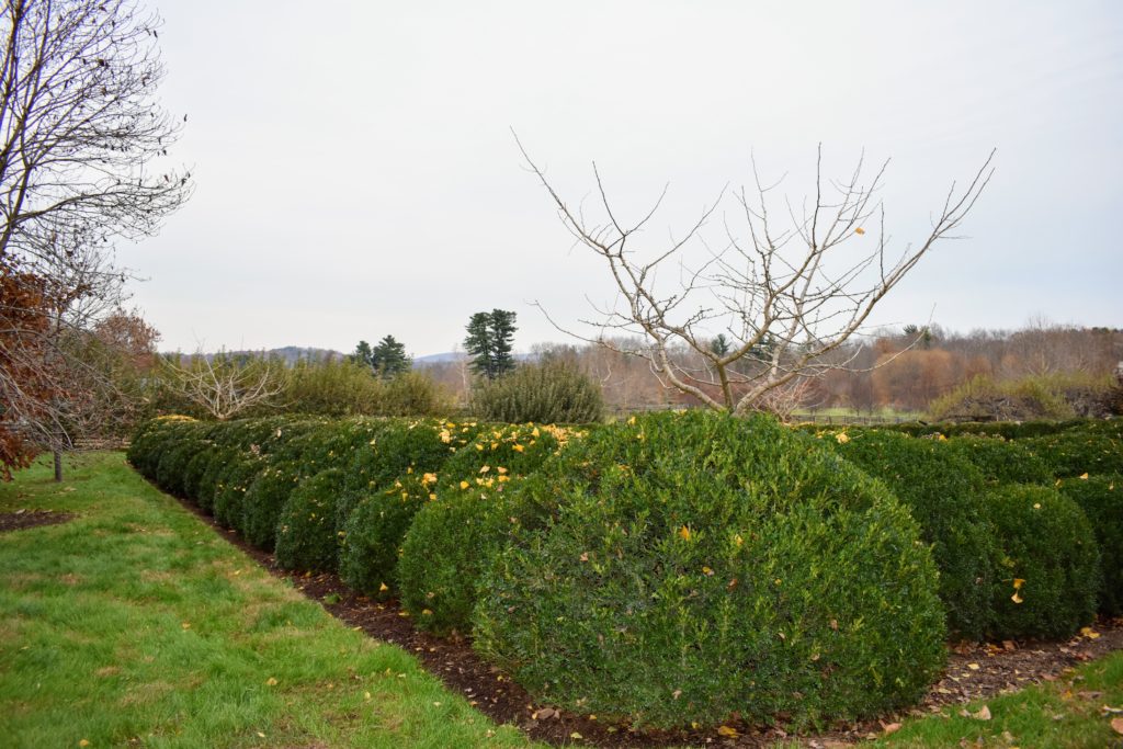 The Mighty Ginkgo Tree at My Farm - The Martha Stewart Blog