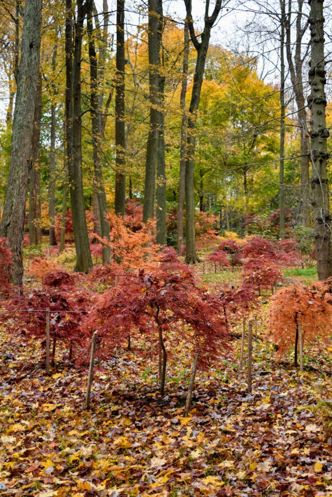 My Colorful Japanese Maple Grove - The Martha Stewart Blog
