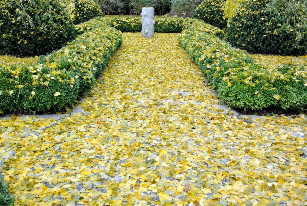 The Mighty Ginkgo Tree at My Farm - The Martha Stewart Blog