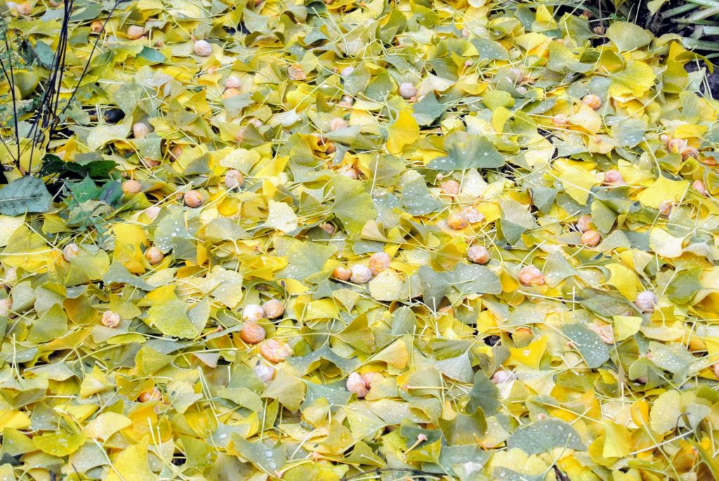The Mighty Ginkgo Tree at My Farm - The Martha Stewart Blog
