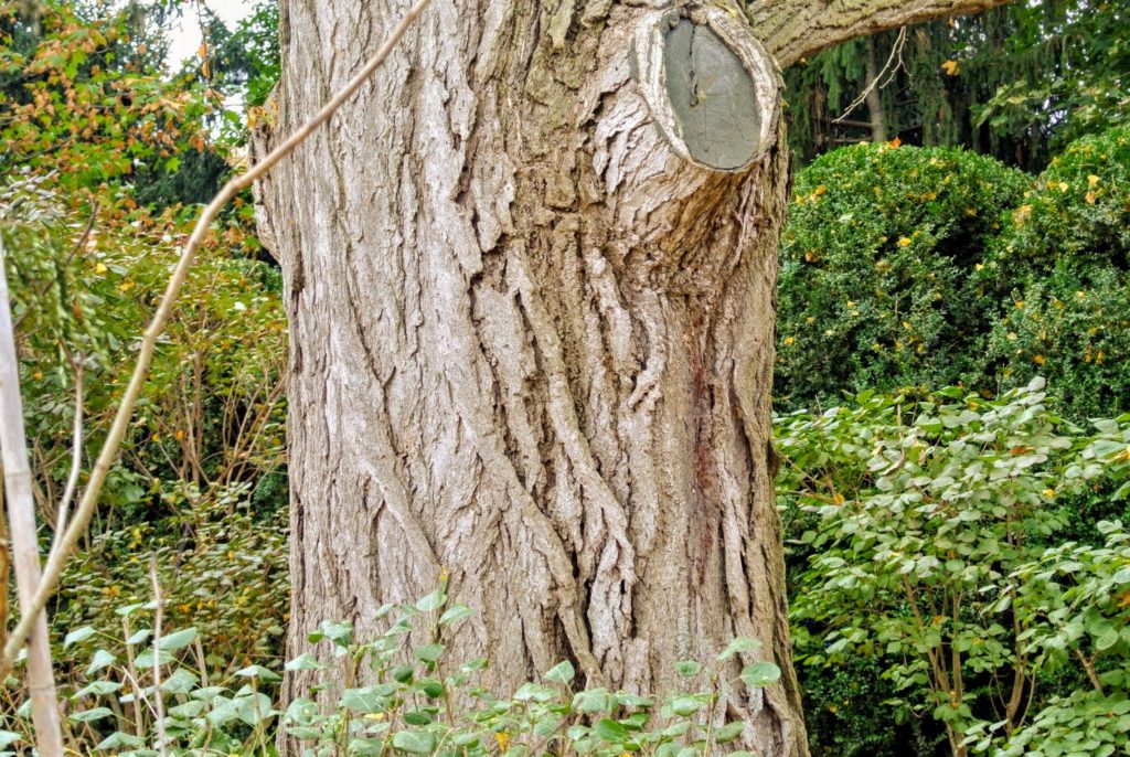 The Mighty Ginkgo Tree at My Farm - The Martha Stewart Blog