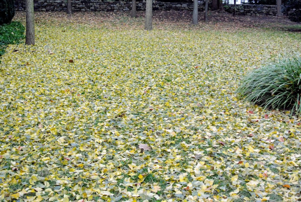 The Mighty Ginkgo Tree at My Farm - The Martha Stewart Blog