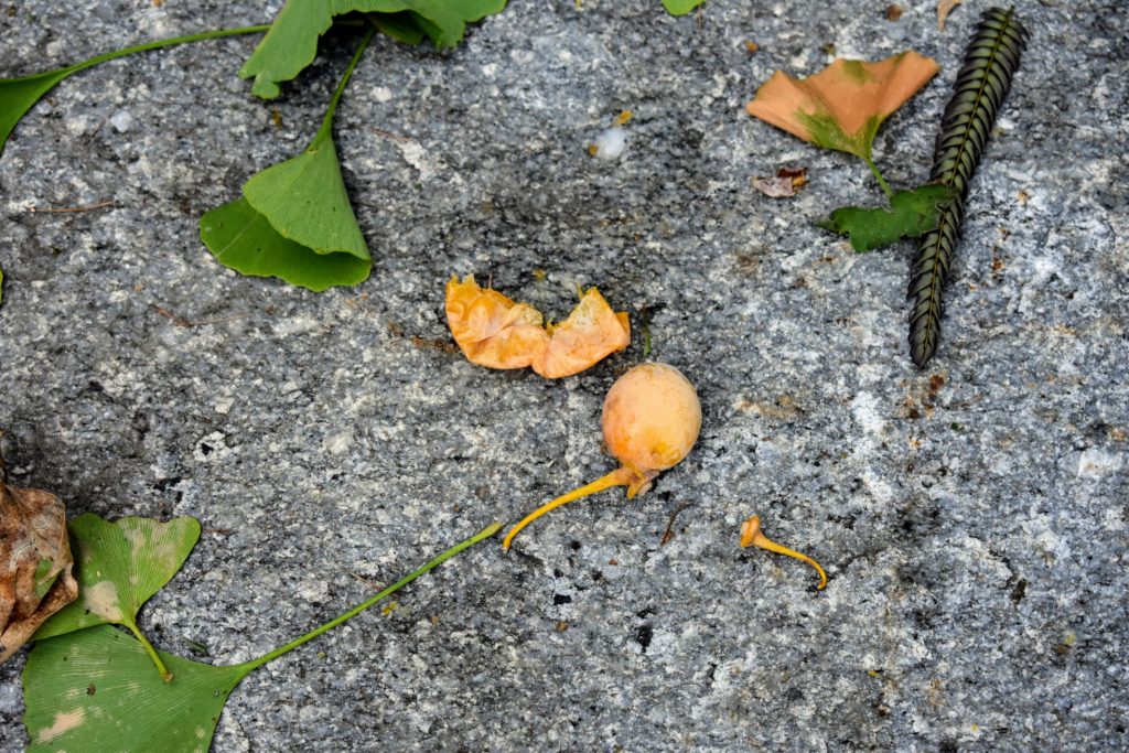 The Mighty Ginkgo Tree at My Farm - The Martha Stewart Blog