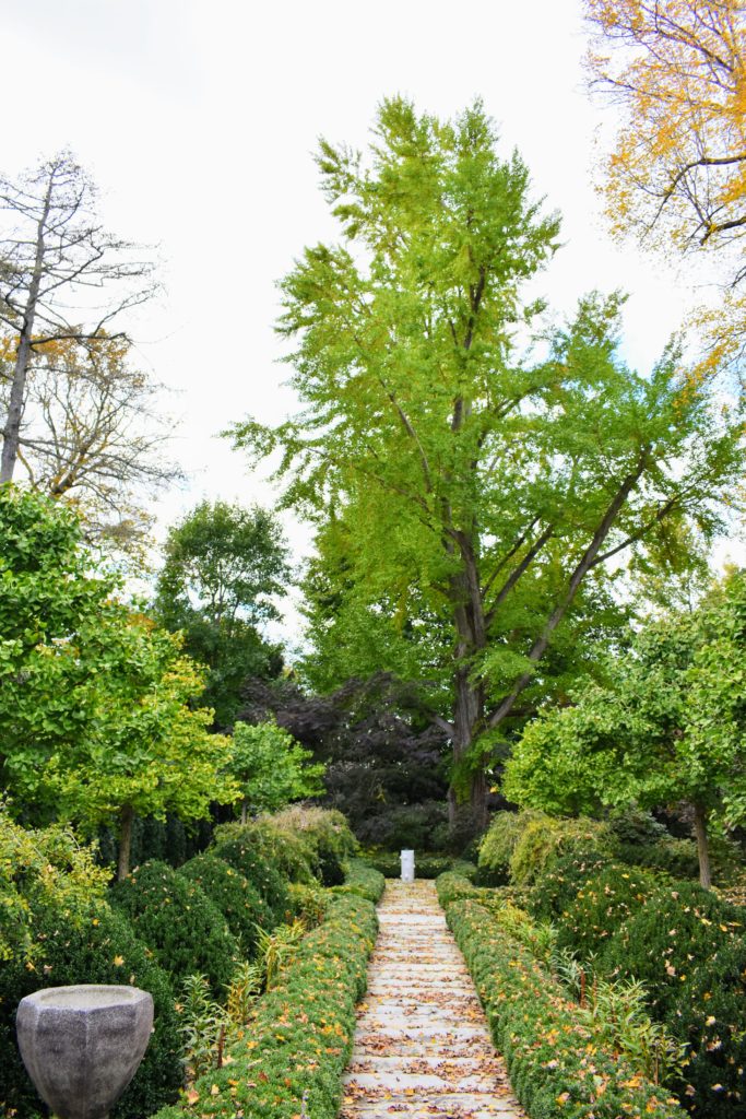 The Mighty Ginkgo Tree at My Farm - The Martha Stewart Blog