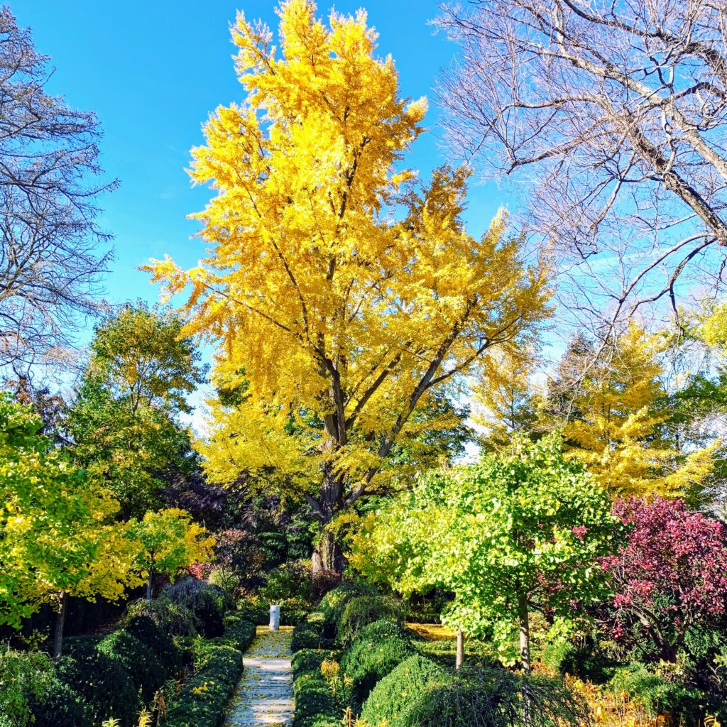 The Mighty Ginkgo Tree at My Farm - The Martha Stewart Blog