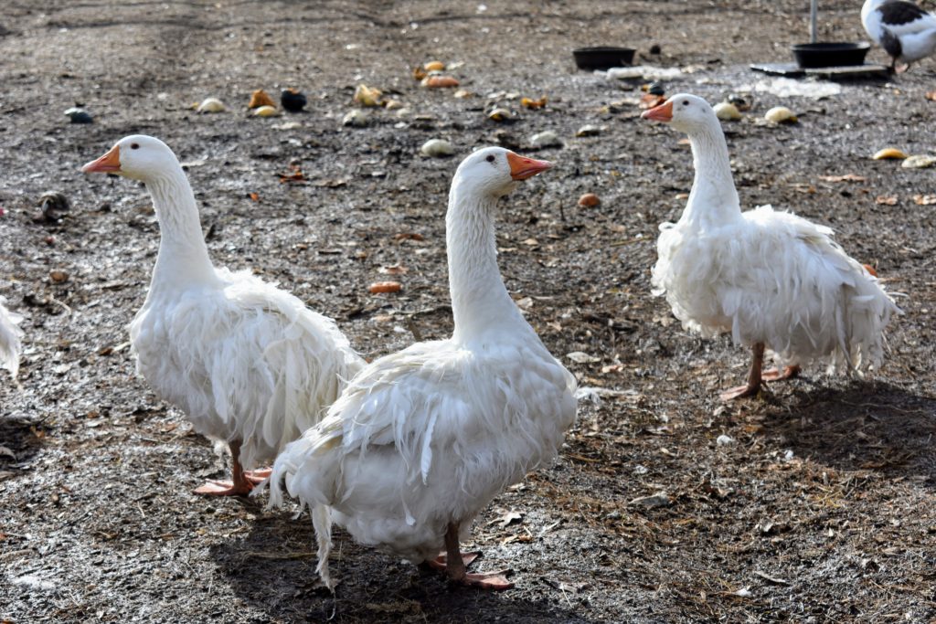 An Expanded Shelter for My Geese - The Martha Stewart Blog