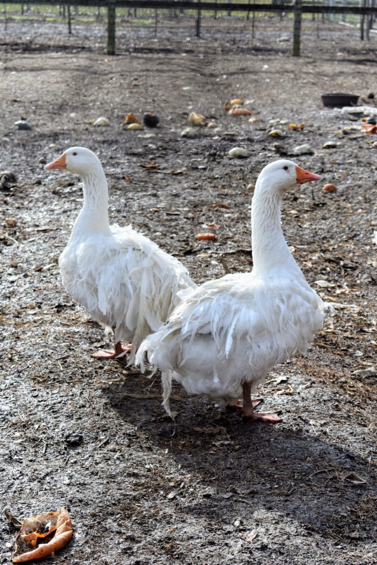 An Expanded Shelter for My Geese - The Martha Stewart Blog