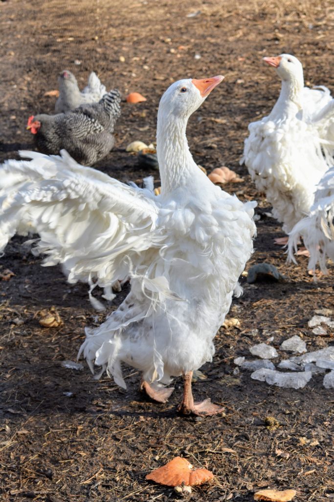 An Expanded Shelter for My Geese - The Martha Stewart Blog