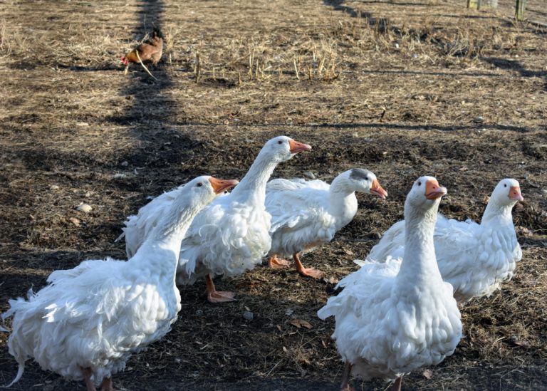 An Expanded Shelter for My Geese - The Martha Stewart Blog