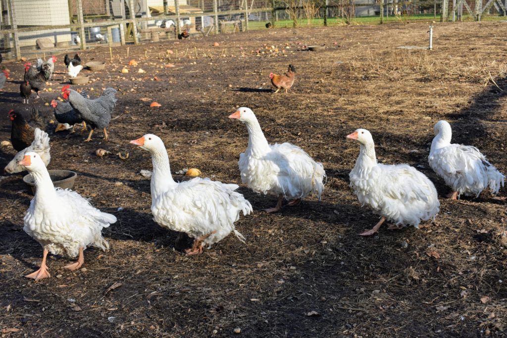 An Expanded Shelter for My Geese - The Martha Stewart Blog