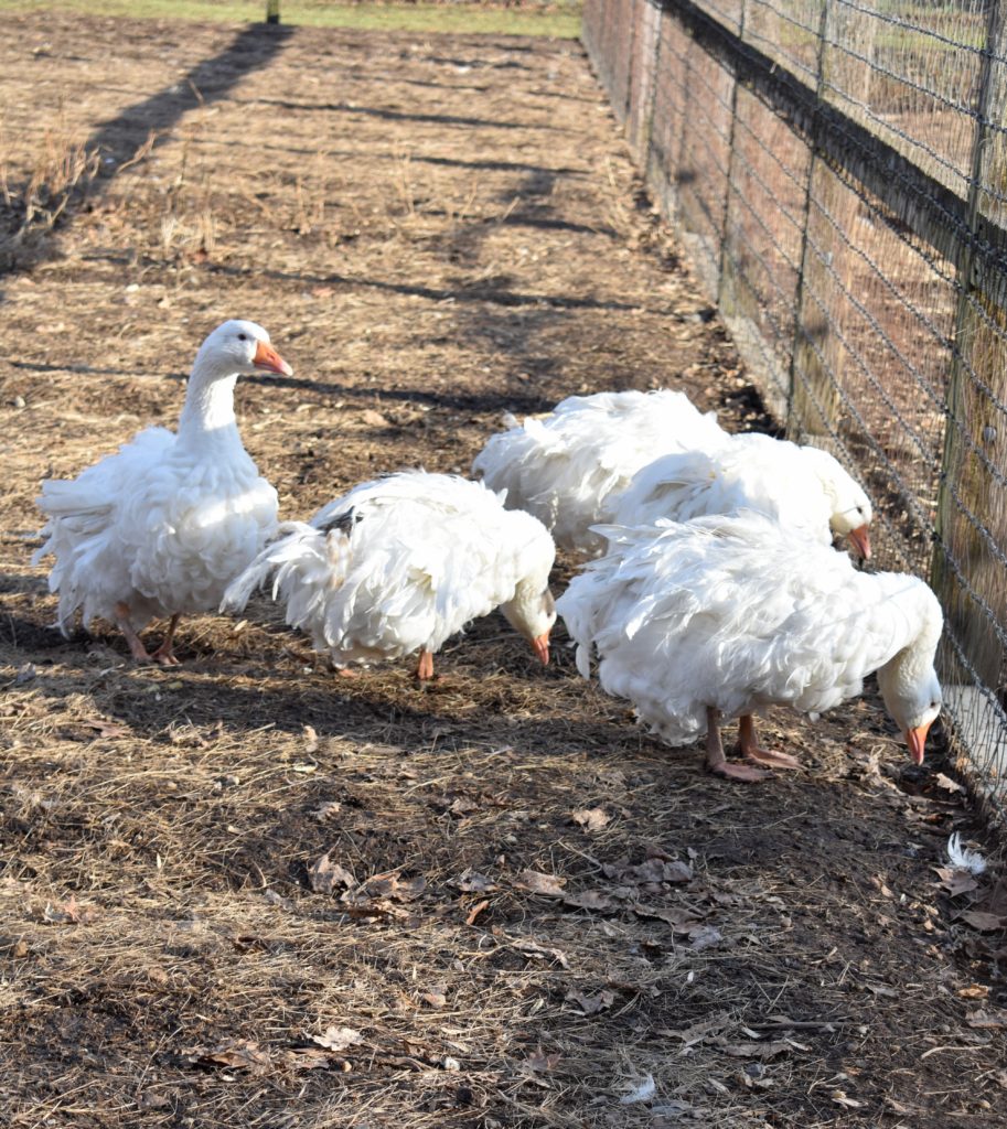 An Expanded Shelter for My Geese - The Martha Stewart Blog