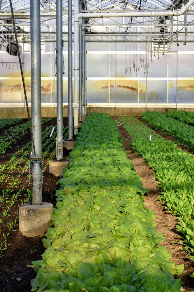 Blog Memories: Visiting Stone Barns Center for Food & Agriculture - The ...