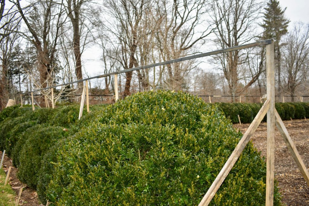 The Martha Stewart Blog : Blog Archive Wrapping More Hedges and Shrubs ...