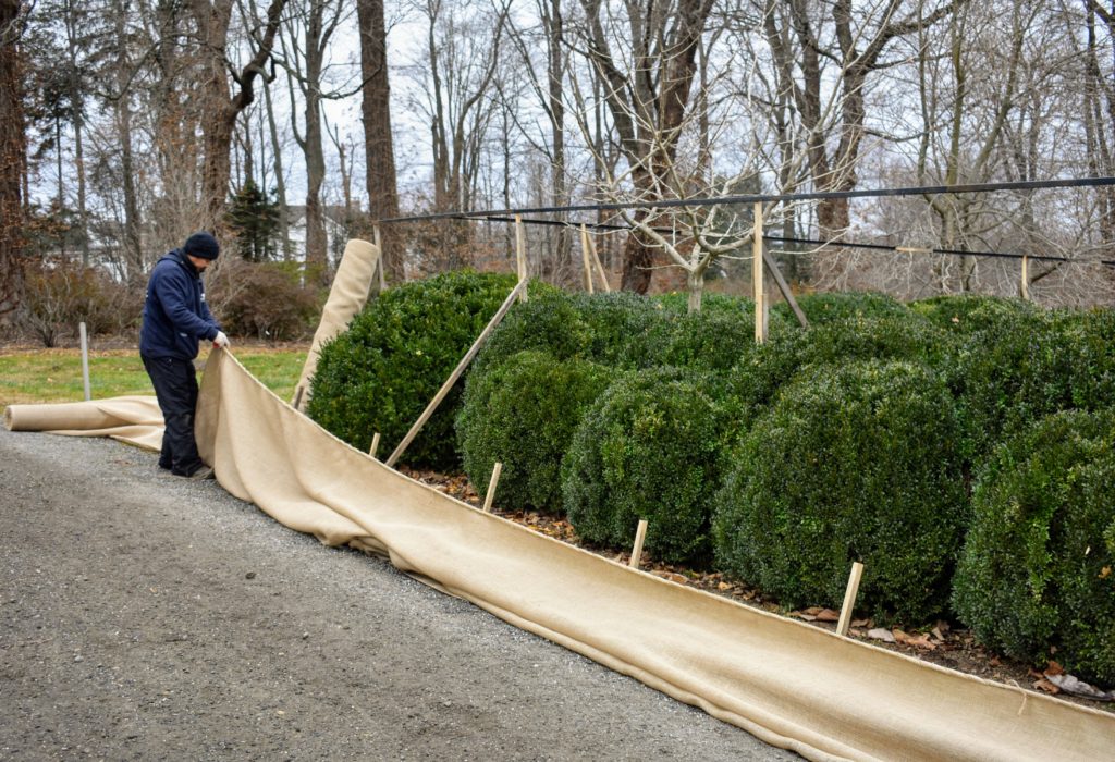 The Martha Stewart Blog : Blog Archive Wrapping More Hedges and Shrubs ...