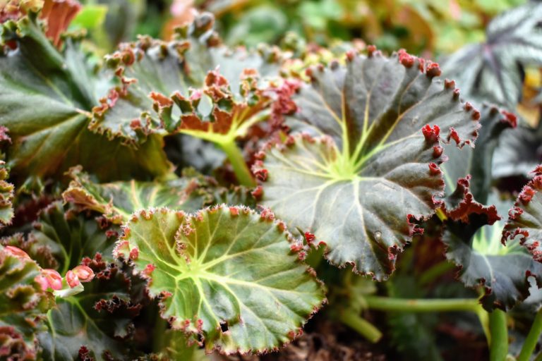 Caring for My Begonias - The Martha Stewart Blog
