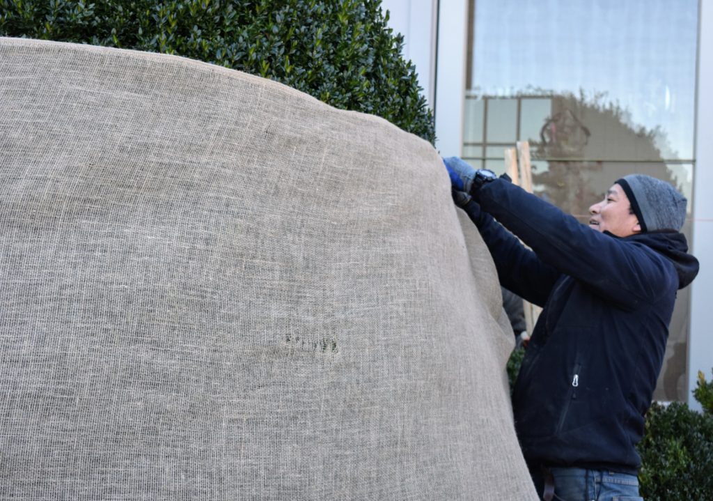The Martha Stewart Blog : Blog Archive Wrapping More Hedges and Shrubs ...