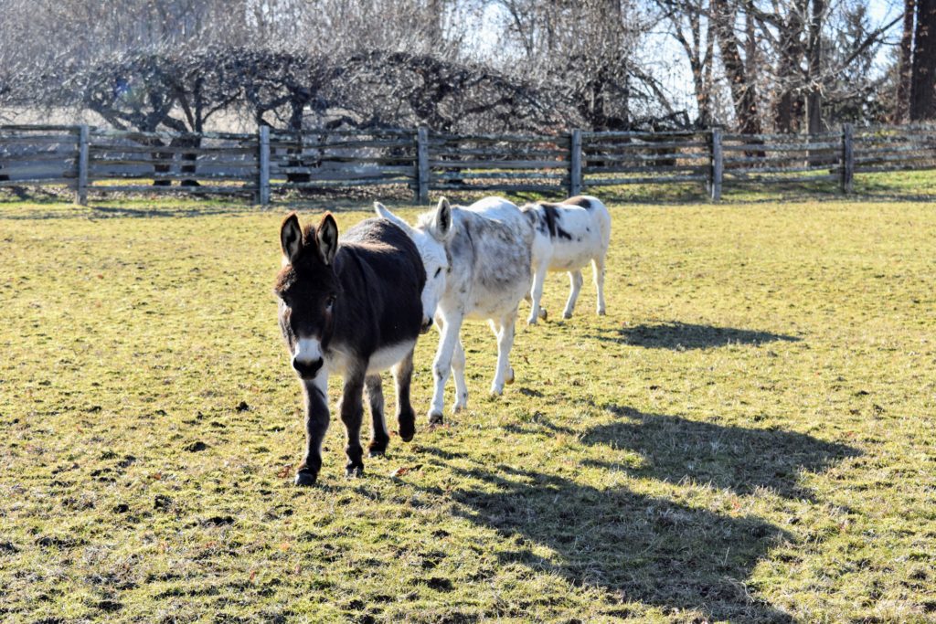 A Visit with My Donkeys - The Martha Stewart Blog