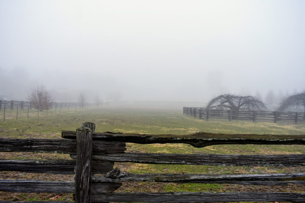 A Foggy Day at the Farm - The Martha Stewart Blog